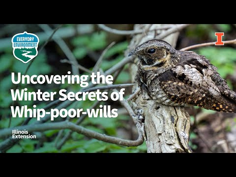 Uncovering the Winter Secrets of Whip-poor-wills