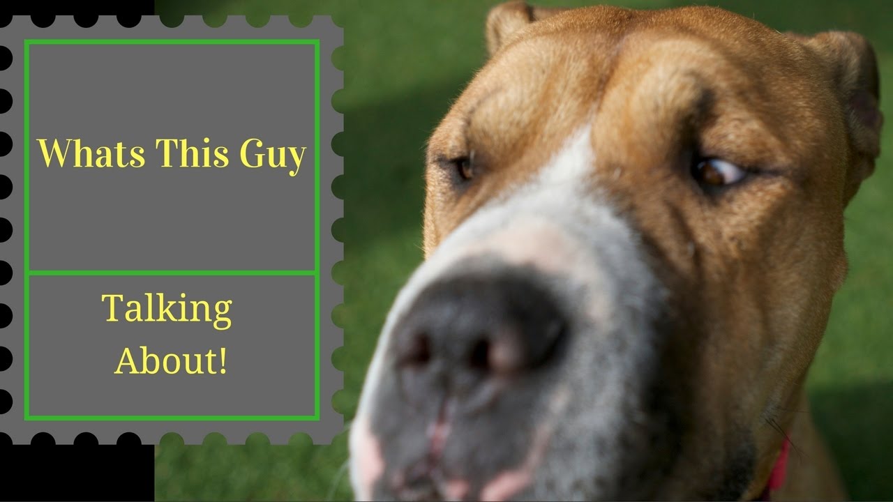 If you struggle with an anti social dog. This will help! 2017 - YouTube