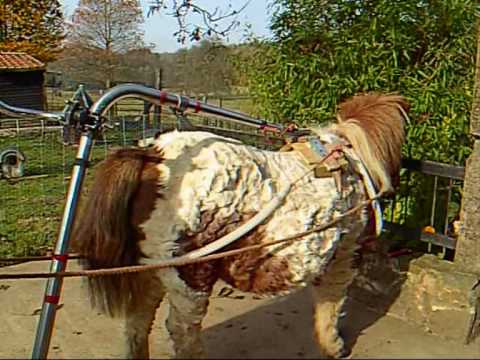 Pony mennen "Mini Sulky" - YouTube