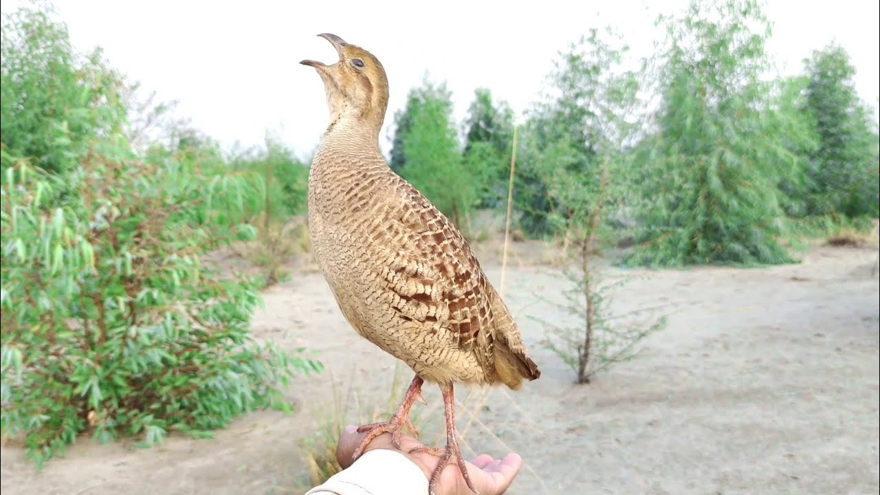 Irani teetar voice | teetar paire ki awaz | gray francolin teetar voice ...