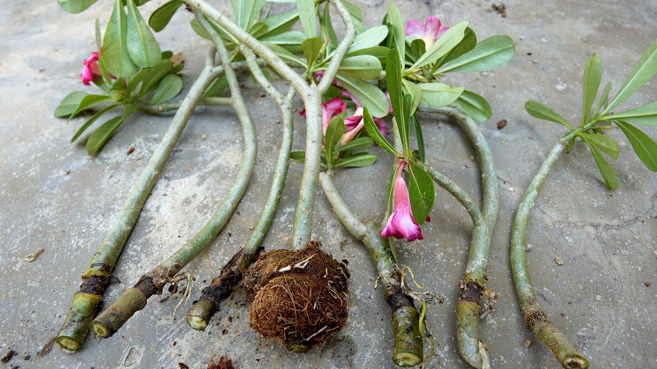 Adenium flower propagation using 7 different materials including; Which ...