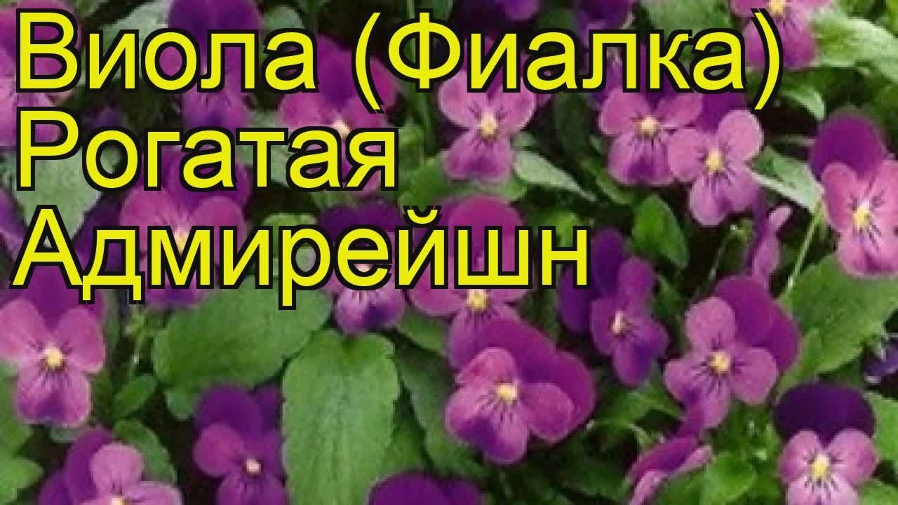 Виола рогатая Адмирейшн. Краткий обзор, описание характеристик viola ...