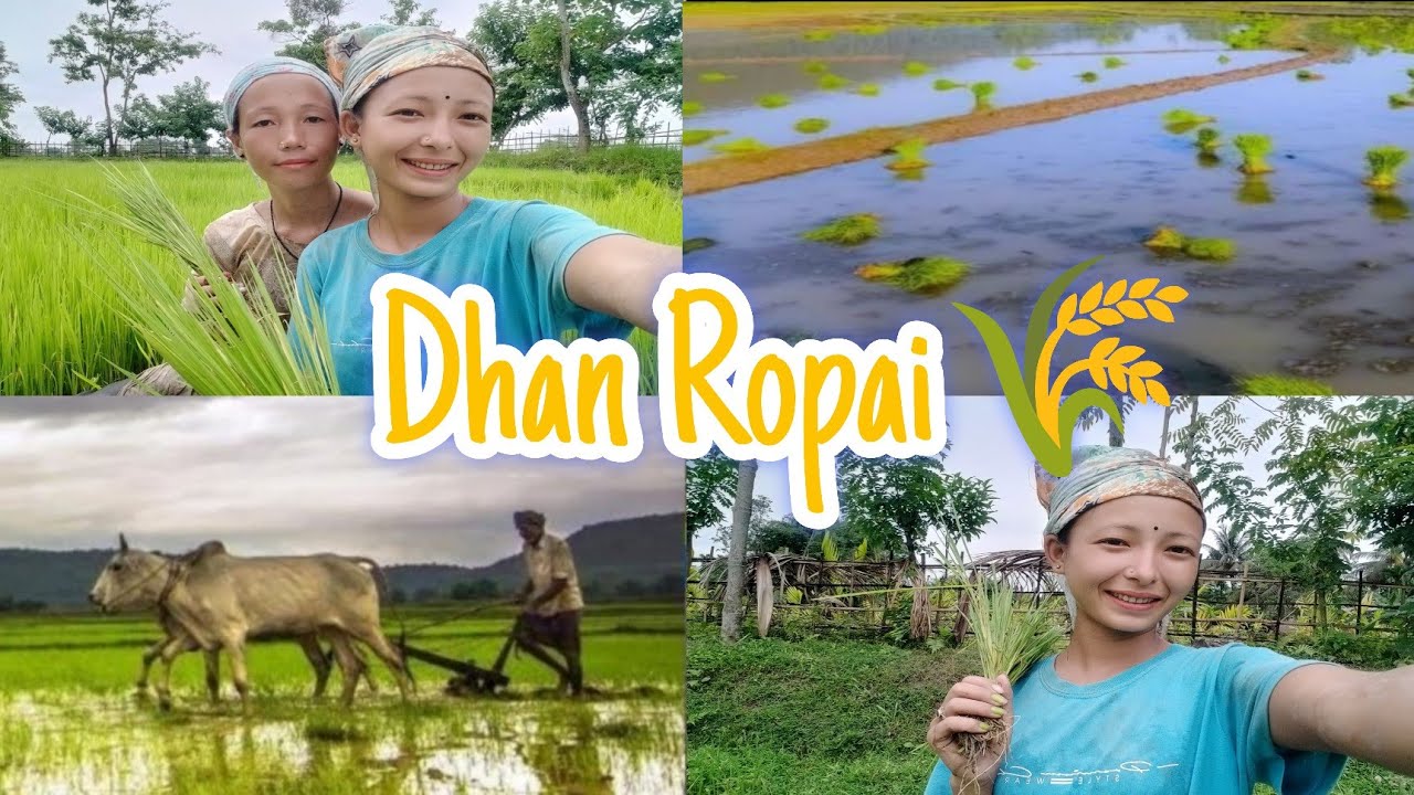 Dhan Ropai🌾|| Rice Cultivation 2024 || @sholonimagar1731 - YouTube