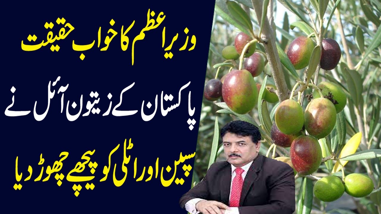 Pakistan Starts Its Own Olive Oil Production | Olive Farming in ...