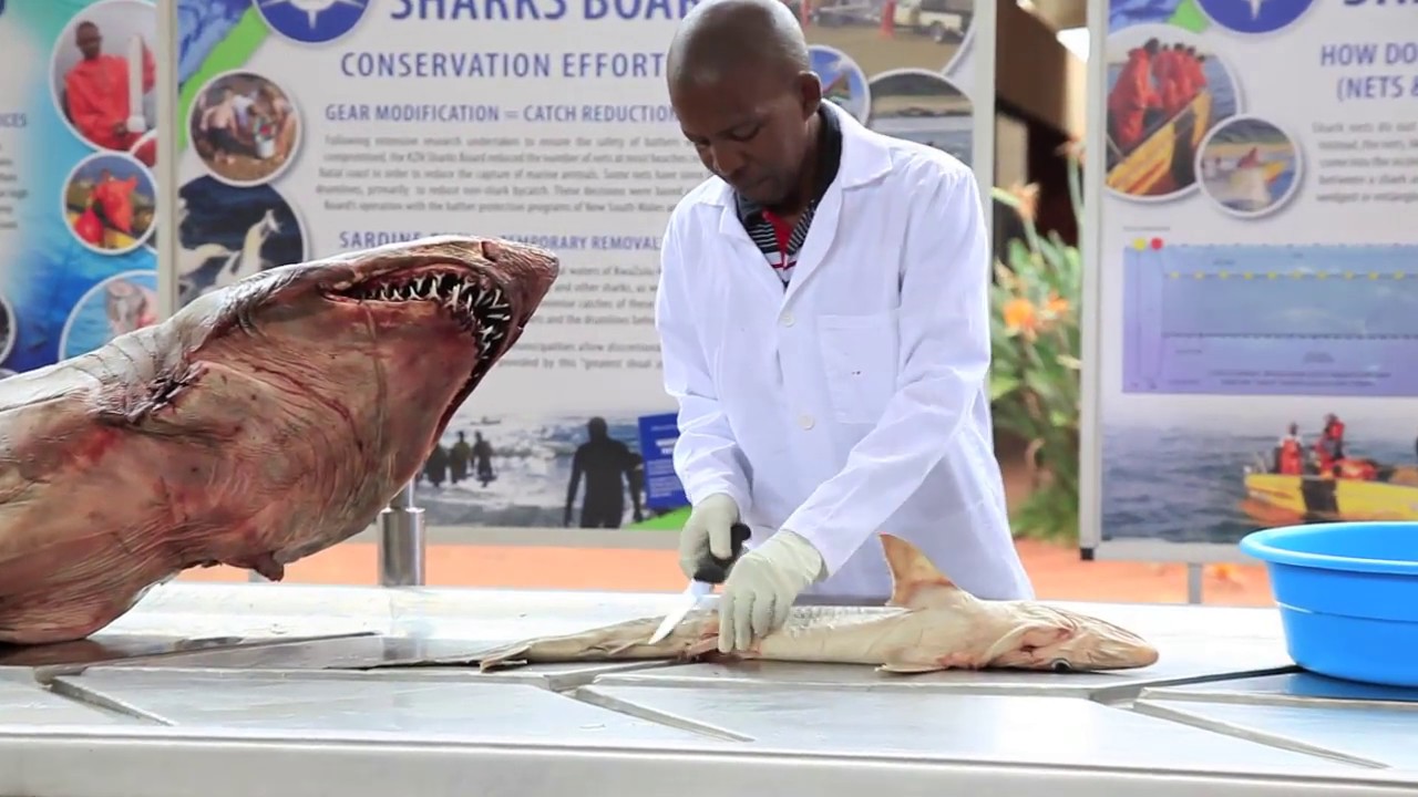 White Pointer diving and shark autopsy - YouTube