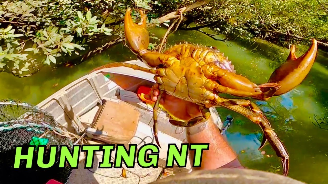 MASSIVE Mud Crab in Darwin Harbour - YouTube
