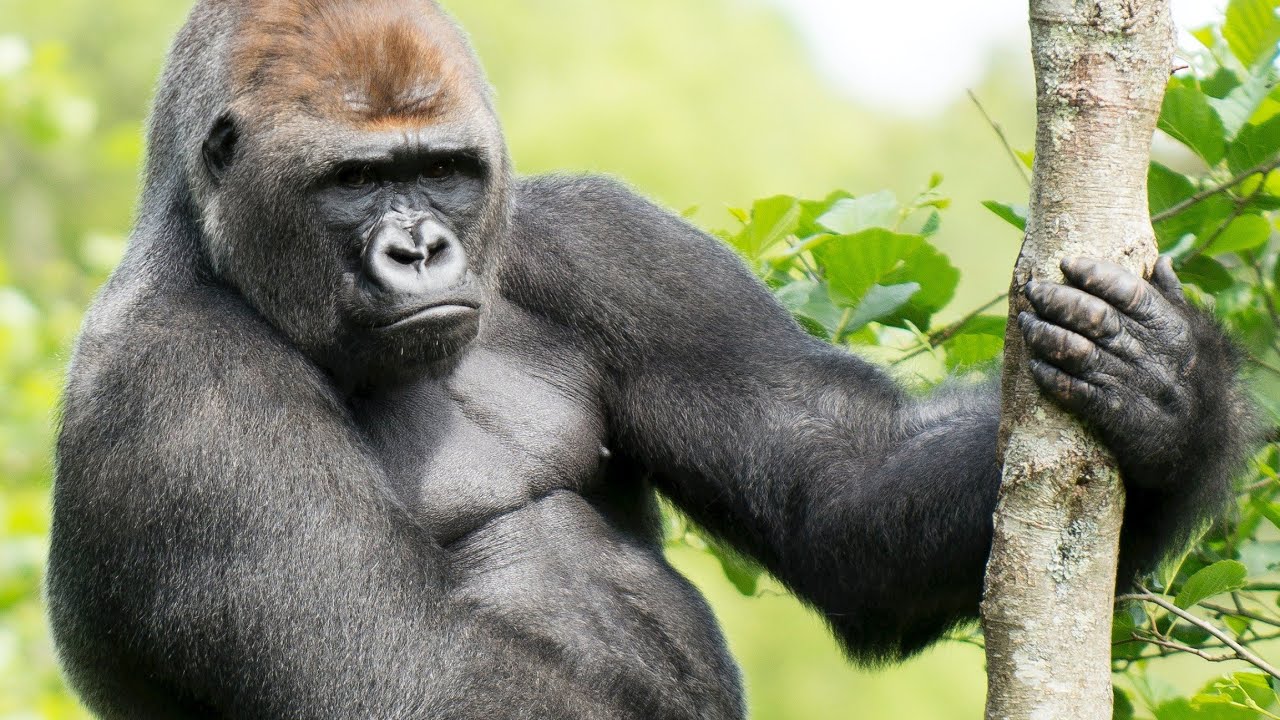 How Mother Bonobo Giving Birth In The Forest To Cute Baby- Willd ...