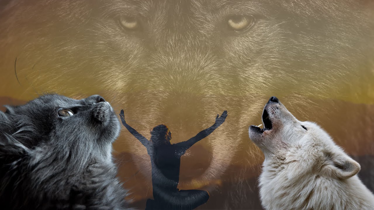 10 Most Sacred and Worshipped Animals in the World - YouTube