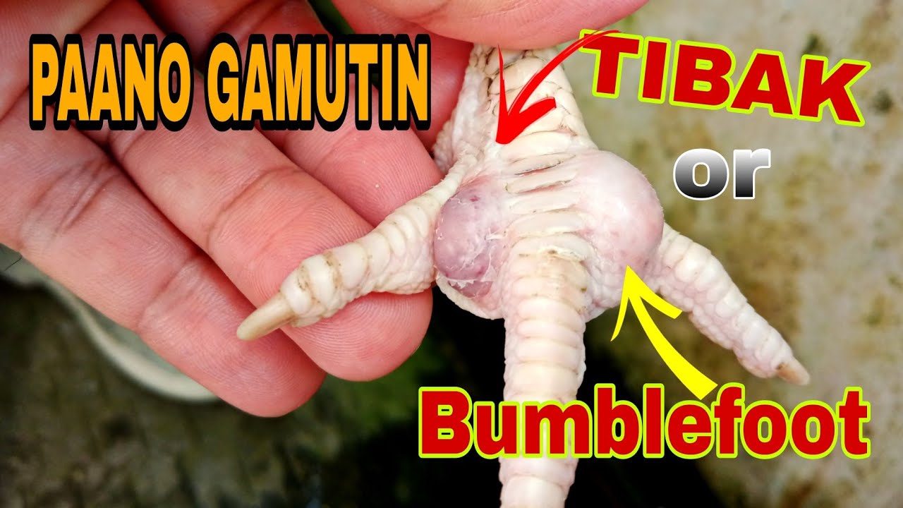Paano Gamutin Ang Tibak or Bumblefoot Ng Mga Manok - YouTube
