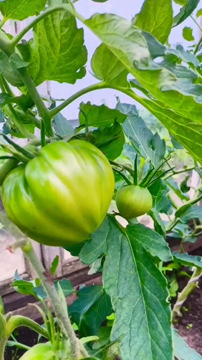 мое любимое занятие уход за помидорами Shorts Tomato огород Youtube