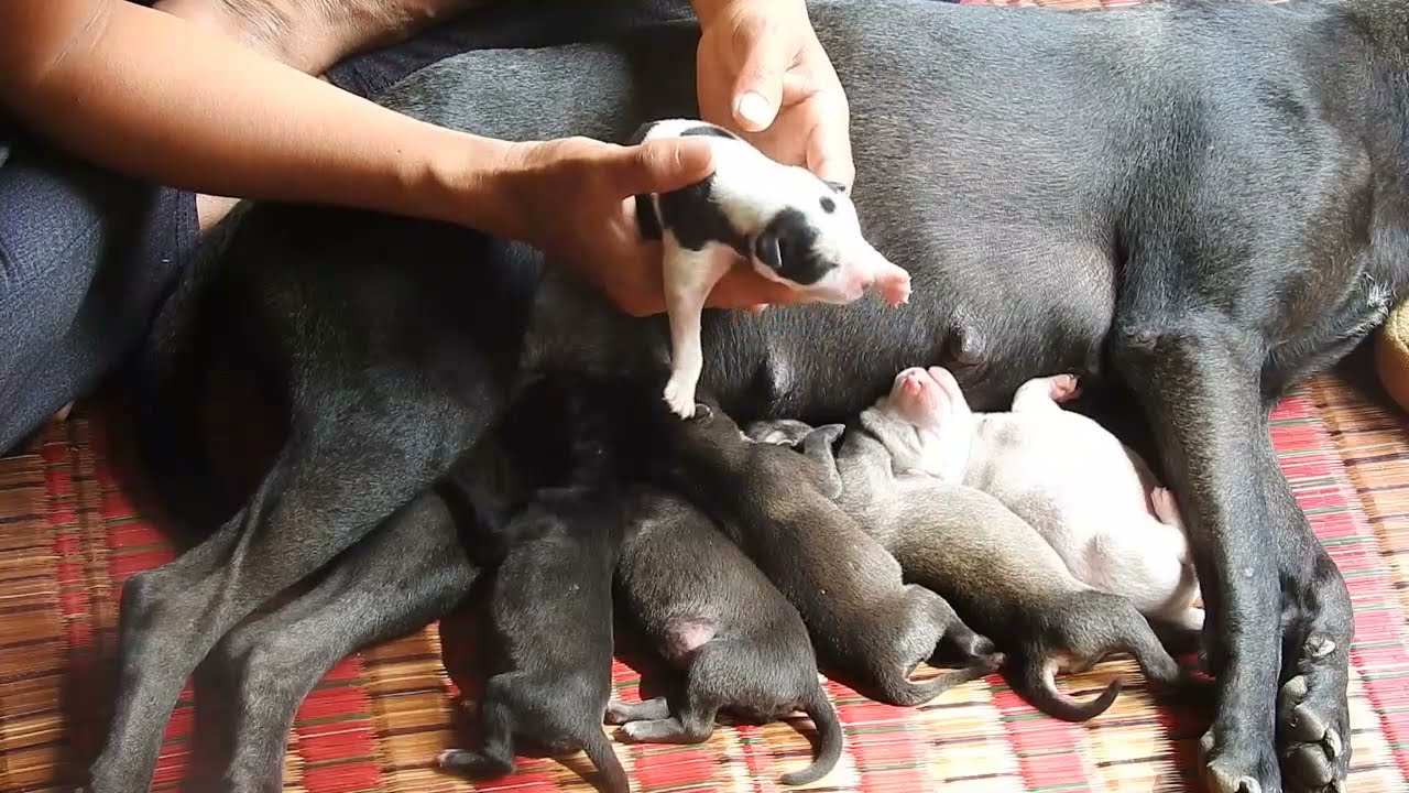 So cute Puppies they are so hungry, Puppy drink milking milk mom dog ...