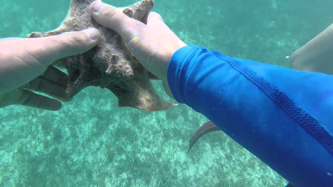 2015, 12-31, Snorkeling Mexico Rocks, Ambergris Caye, Belize - YouTube