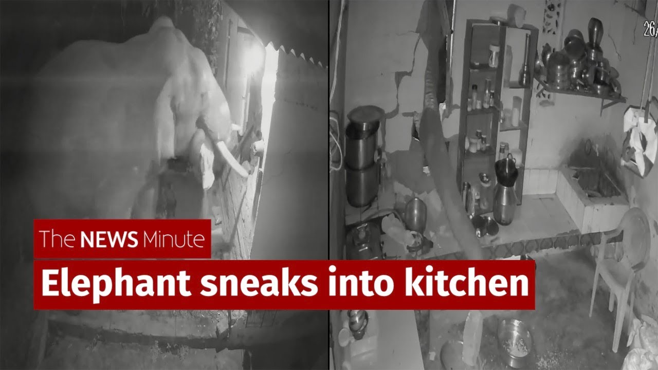 Elephant breaks kitchen wall to eat food in Tamil Nadu - YouTube