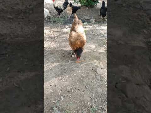 Kümes hayvanları slow motion