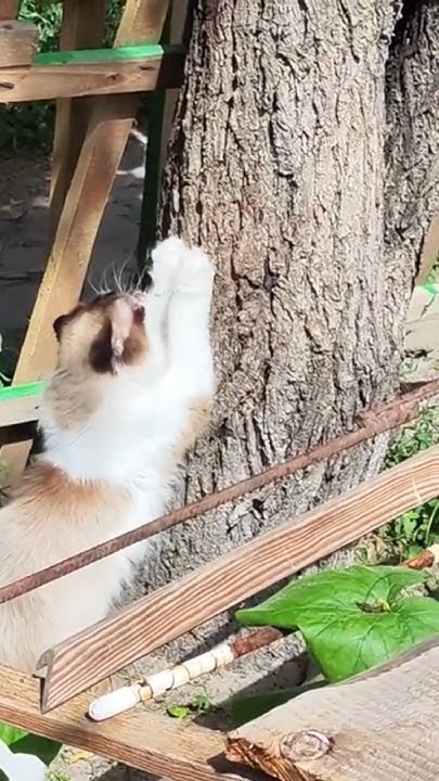 Хорошенький котик Филя 😍🥰 Cat Cute Follow Catlover Like Youtube