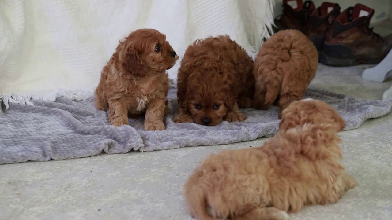 Cavapoo Puppies For Sale - YouTube