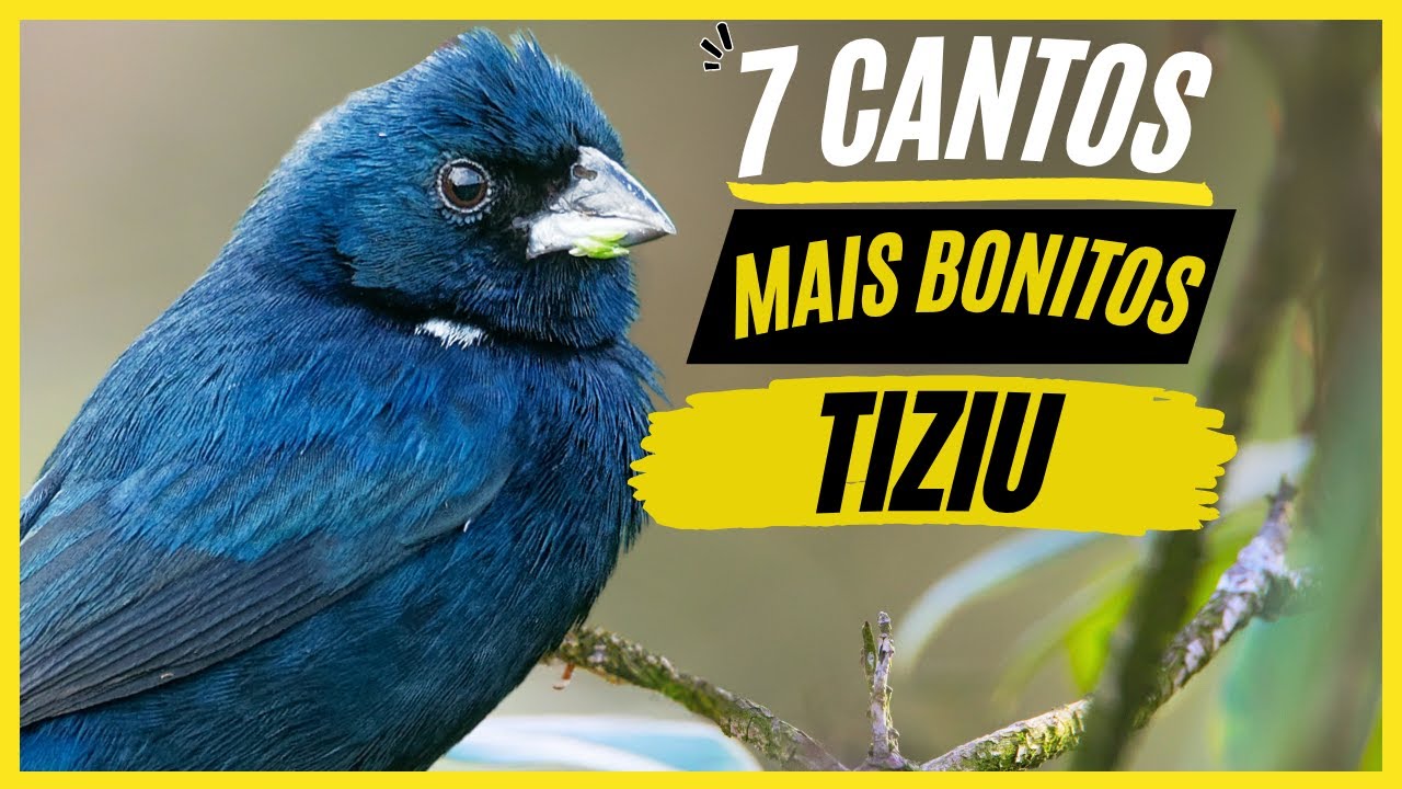 TOP 7: Cantos De "Tiziu" MAIS BONITOS e MELHORES - Pássaro Popular No ...