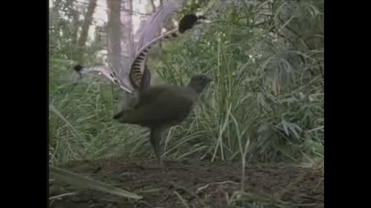 Bird Mating Calls Part 1 - YouTube