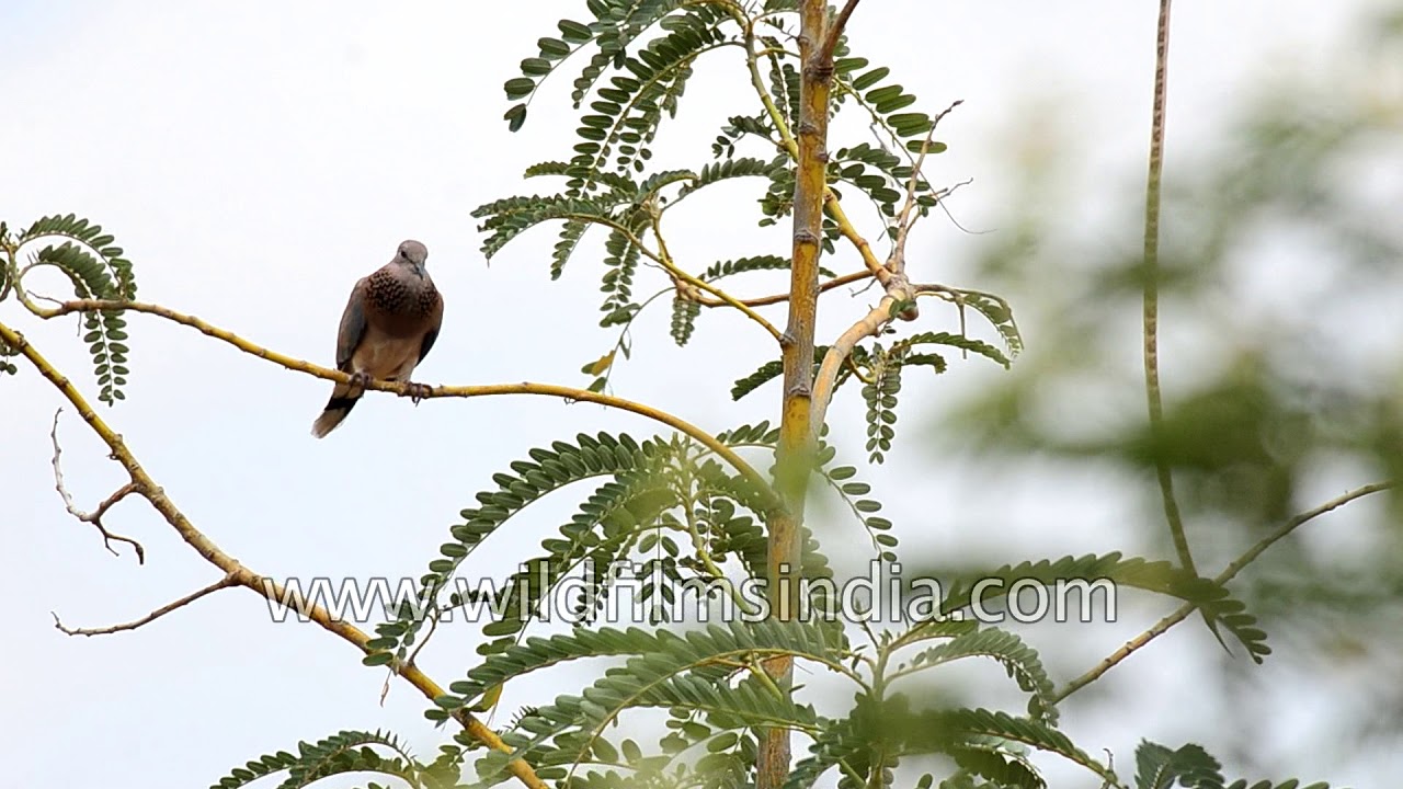 Laughing Dove 'Bowing courtship Display' - YouTube