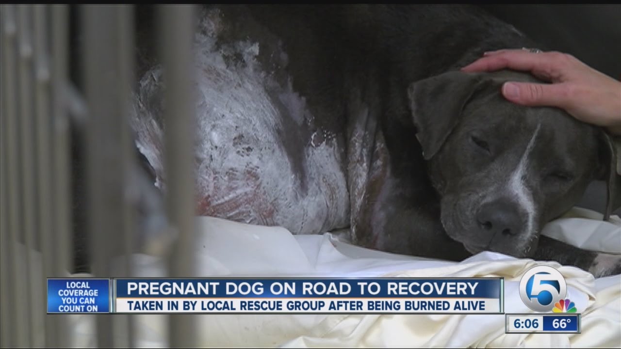 Pregnant dog burned alive, recovering at South Florida rescue group ...