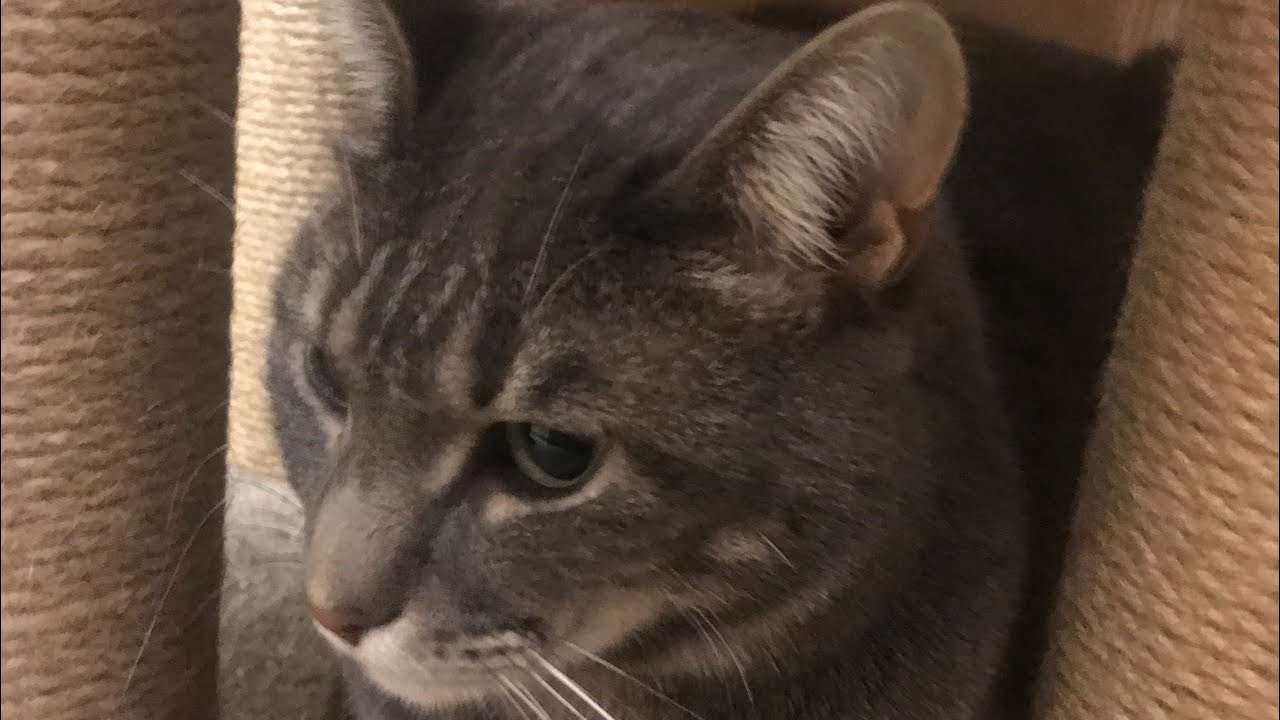 Meet Mikey the cat and help me save his life by sharing this video ...