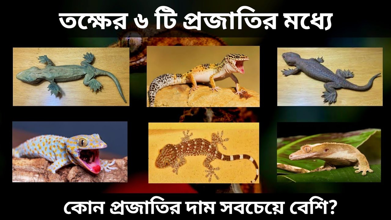 তক্ষক কেন এতো দামী| তক্ষকের যে প্রজাতির দাম সবচেয়ে বেশি| যে কারণে ...