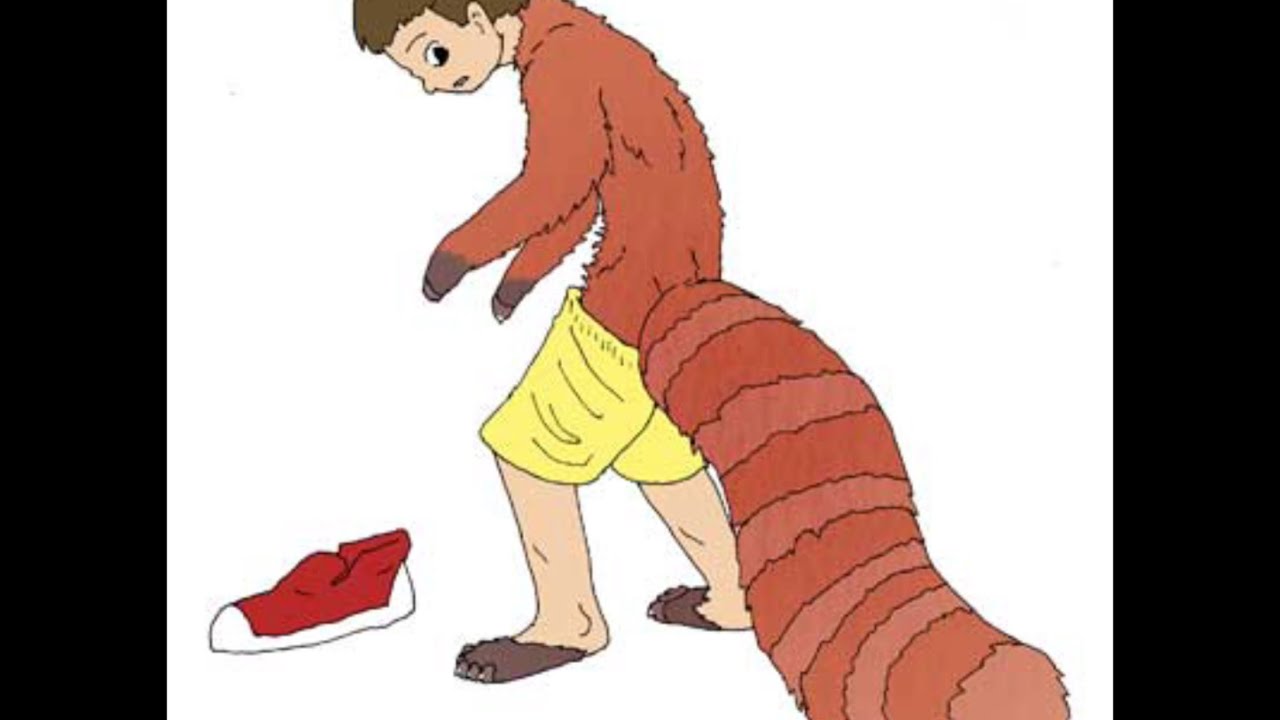 Red panda Transformation (sequence) - YouTube