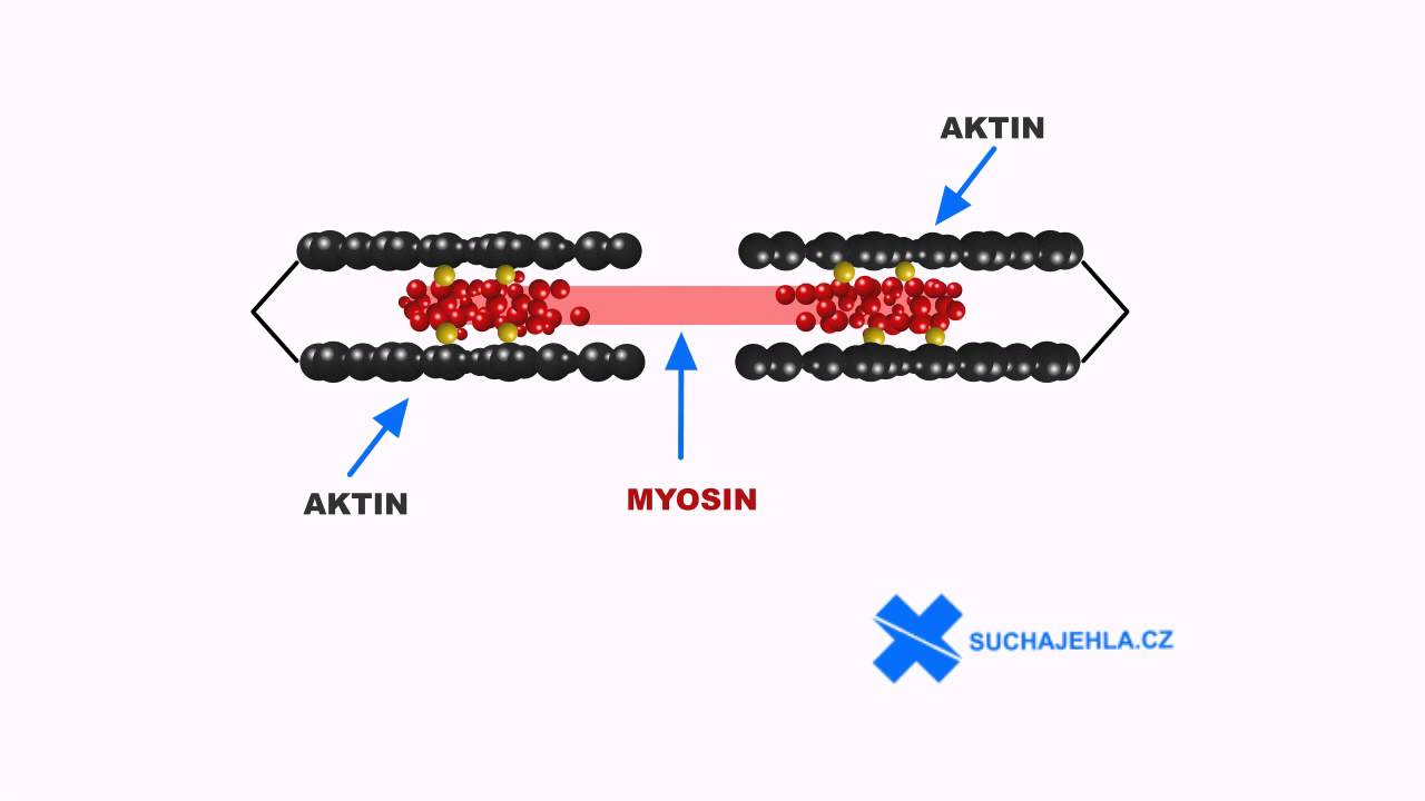 Muscle fiber contraction - YouTube