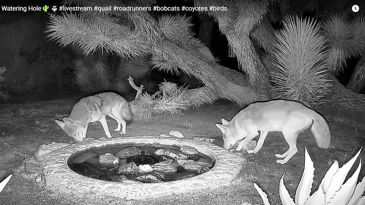 Coyote Runs Up Joshua Tree Hunting Mice 🐺🐁#coyotes #mice #wildlife # ...