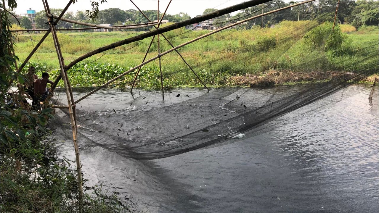 ভেসাল জালে মাছ ধরা। Lift Net/ Lever Net/ Traditional Net Fishing ...