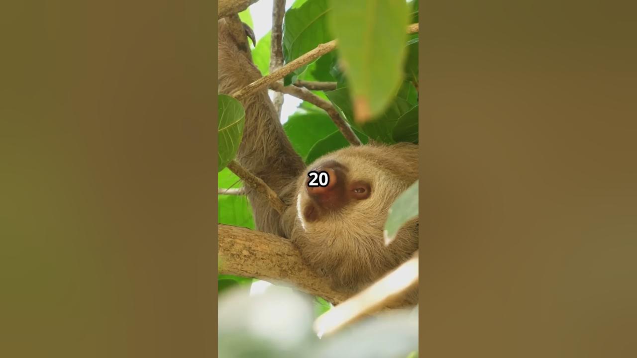 Mind-Blowing Facts About Sloths You Didn't Know!" 🦥💚 - YouTube
