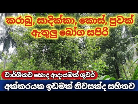 කරාබු,සාදික්කා ,පුවක්,කොස් බෝග සපිරි අක්කරය සමග නිවස අඩුවට | House for ...