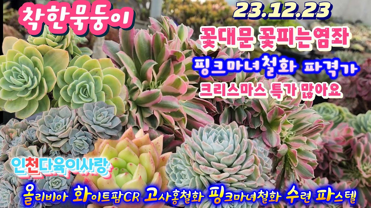 다육이사랑 3묵둥이 착하게크리스마스 할인특가꽃대문 꽃피는염좌펀퀸덴트라쨈레몬로즈금일본엘레강신데렐라 라울휴밀리스