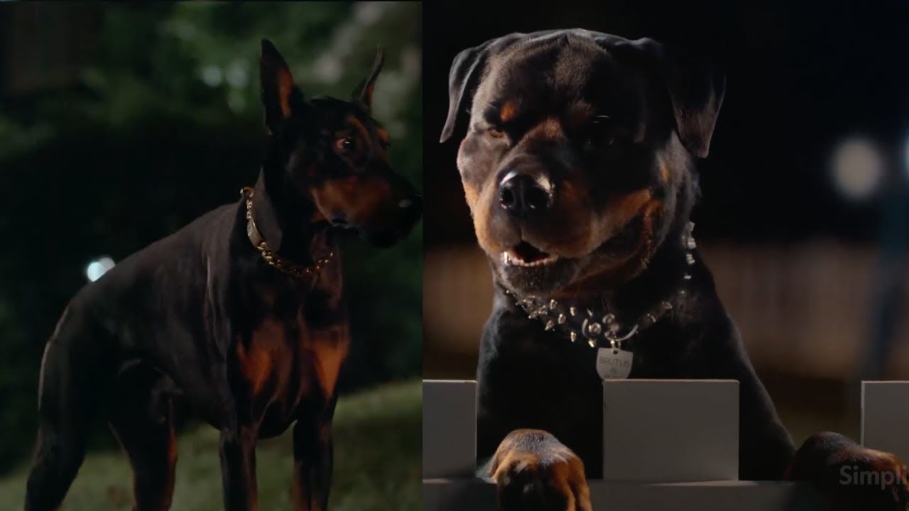 SimpliSafe Commercial 2024 Dogs Pals Ad Review - YouTube