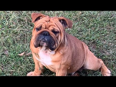 English bulldog attacks!!! - YouTube