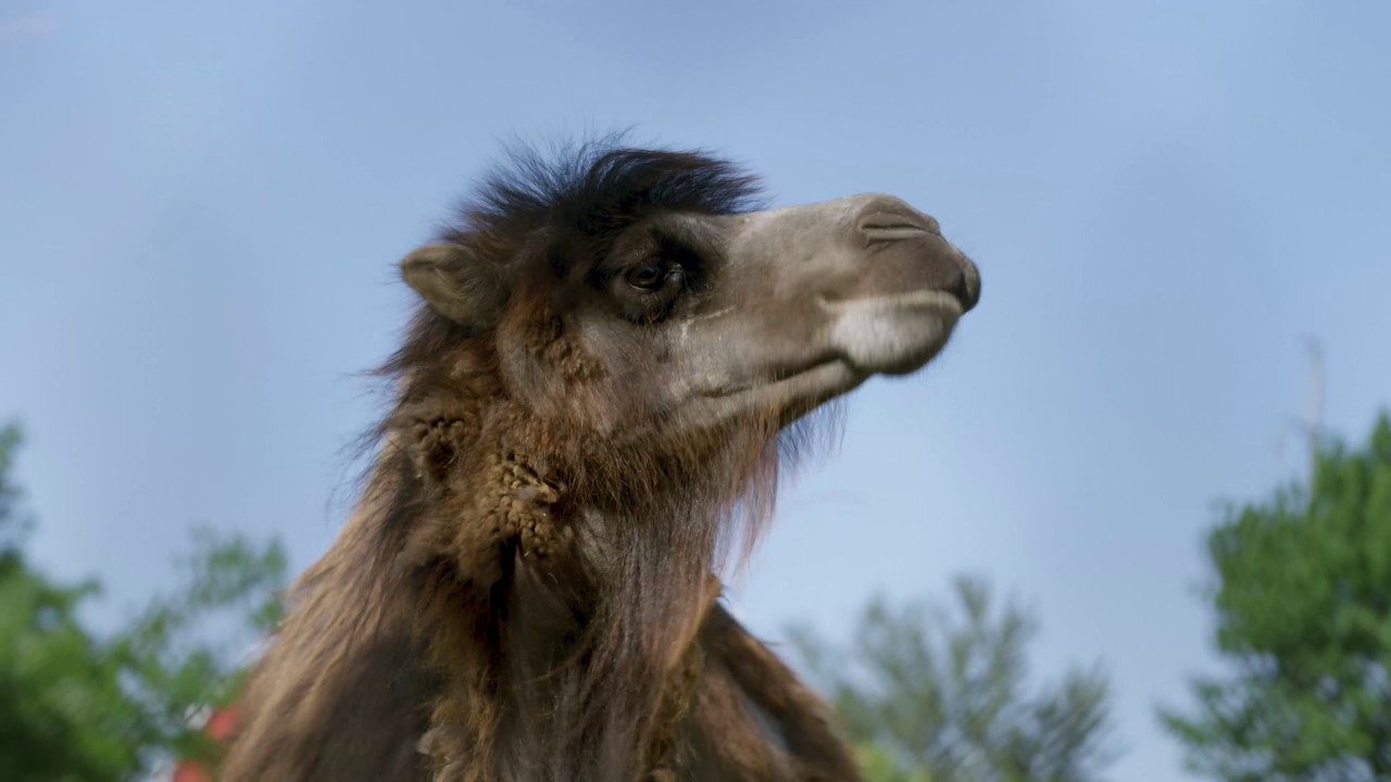 What is Rotary? - Funny Rotary Video - Fargo-Moorhead Rotary Clubs ...