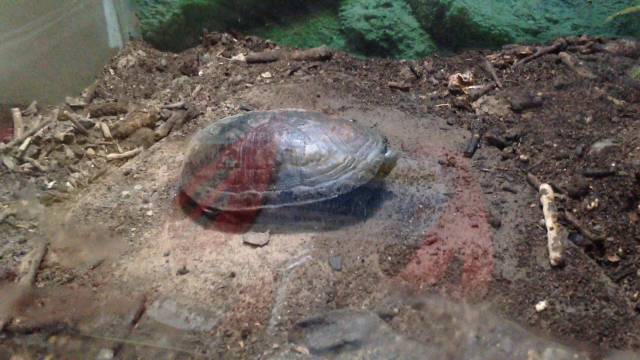 Tortuga kinosternon con plantas vivas (Hirtipes Murrayi) - YouTube
