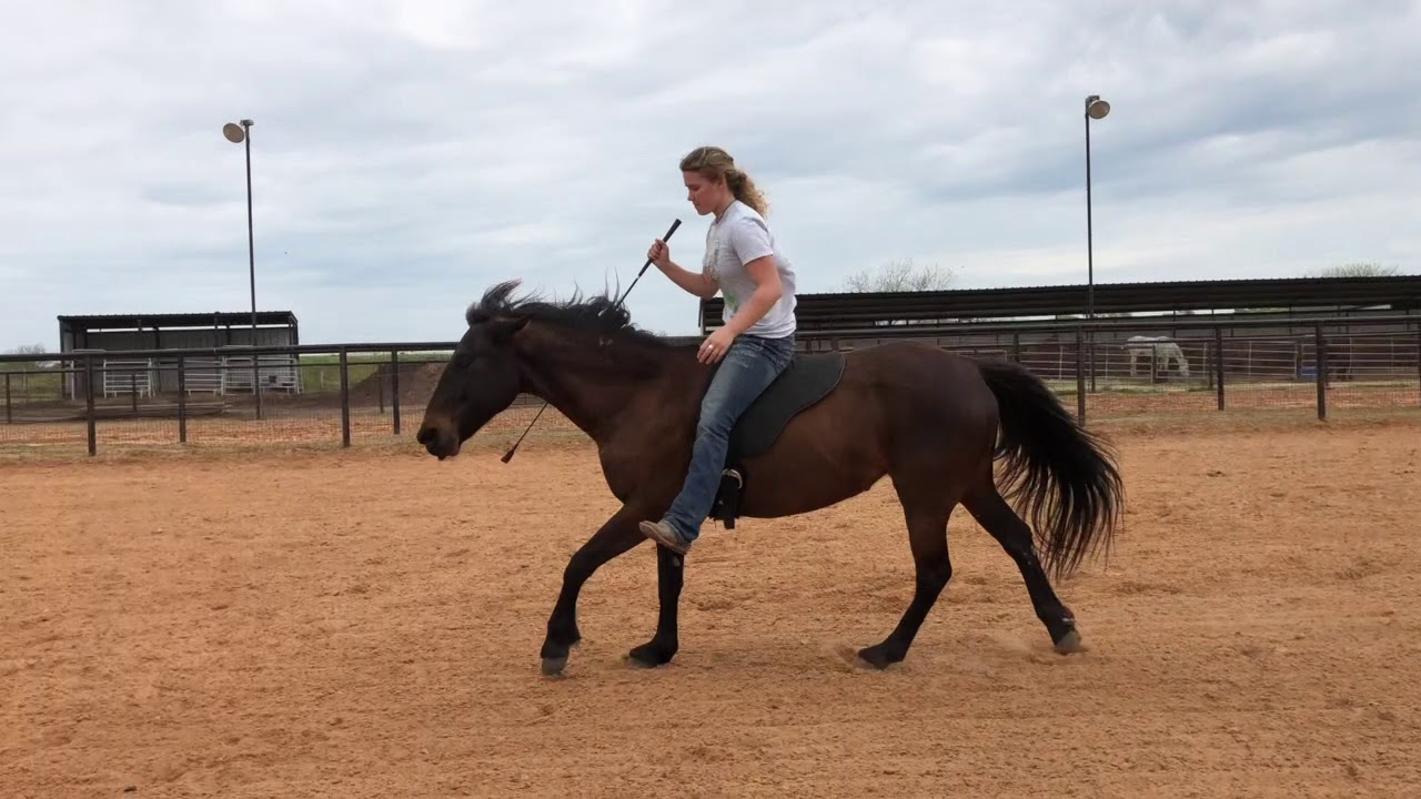 Practicing Bridleless Riding Transitions with Aurora - YouTube