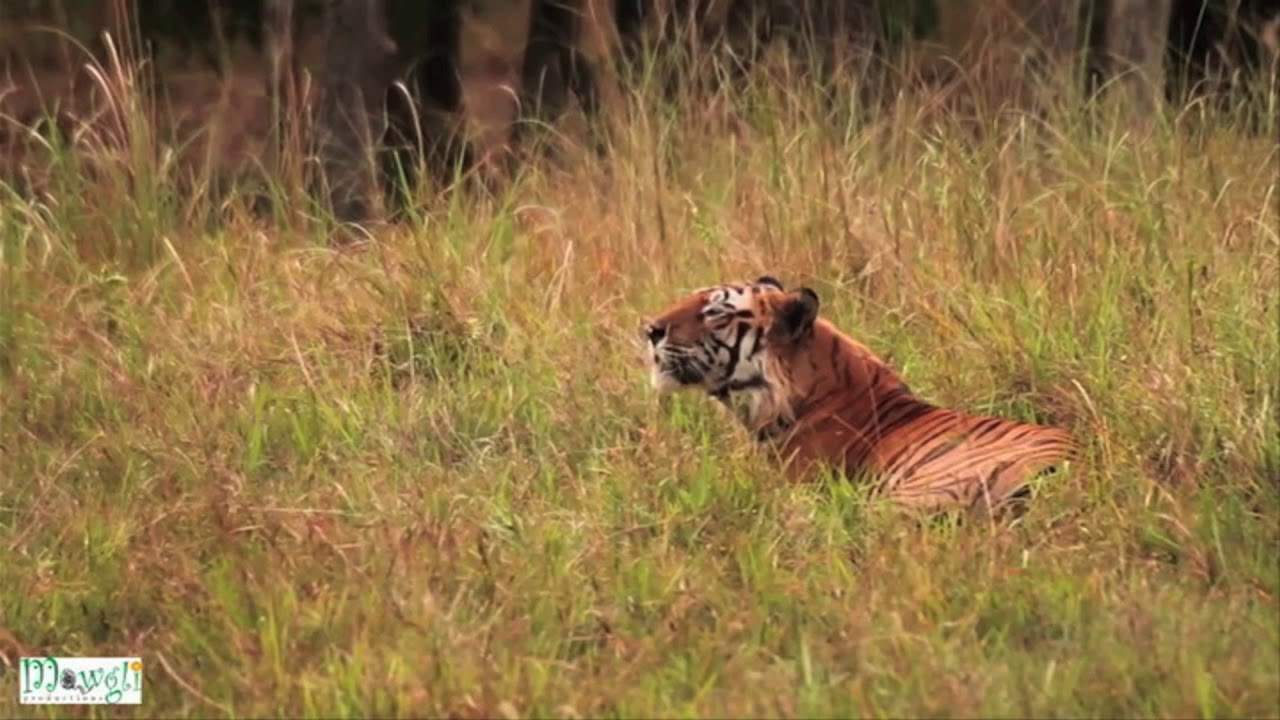 Bamera Male Tiger and Cub Relaxing in Meadow Grassland Bandhavgarh ...