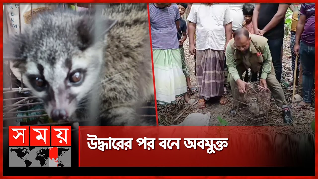 ঝিনাইদহে বিলুপ্তপ্রায় গন্ধগোকুল উদ্ধার! | Gondho Gokul Rescued | Asian ...