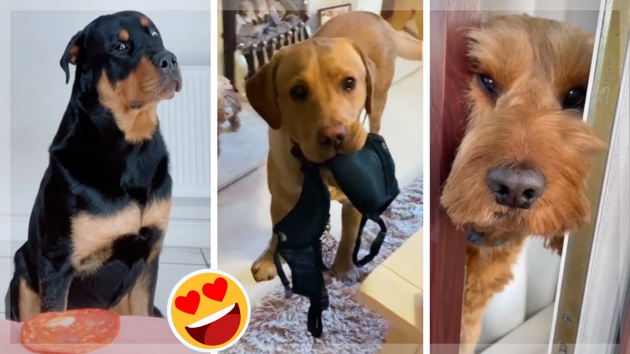 Cutest Puppies Doing Funny Things ~ Funniest Dogs! [2021] - YouTube