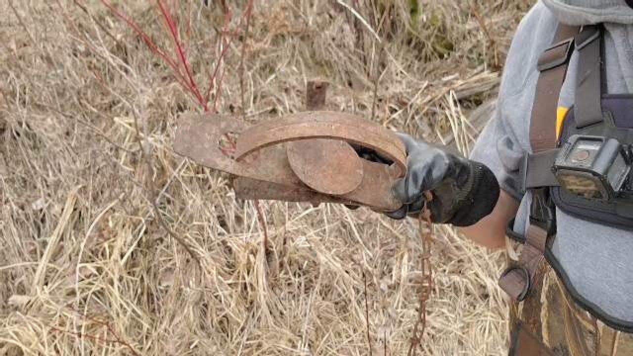 Spring Beaver Trapping Part 9 "Will this old Jump trap still hold a ...