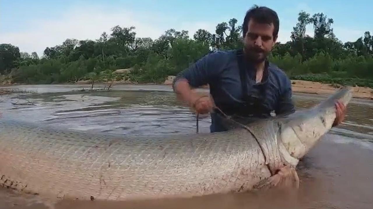 300-pound alligator gar caught in Houston | FOX 7 Austin - YouTube