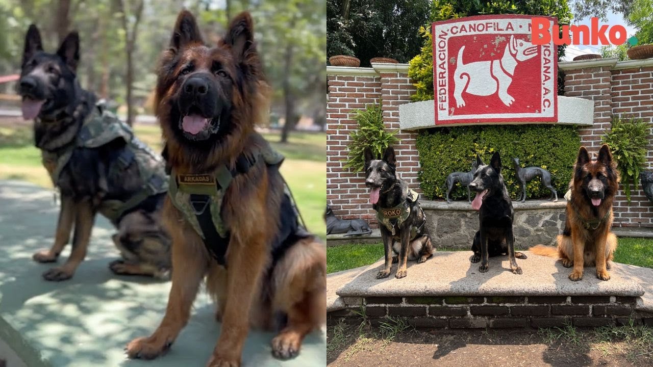 Nombran ¨Perro del año¨ a Arkadas y al Sargento Roko, binomios caninos ...