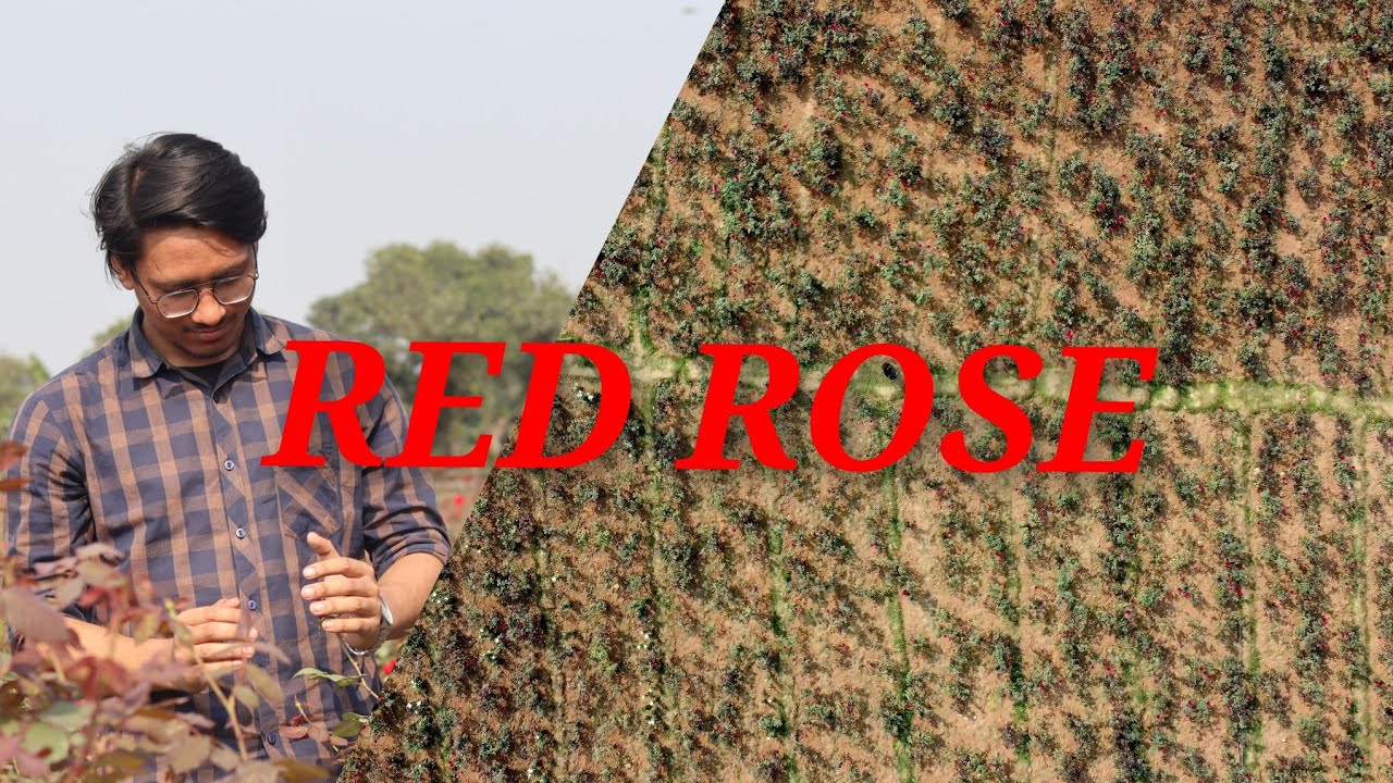 Rose Village || A village fully covered with different types of flowers ...