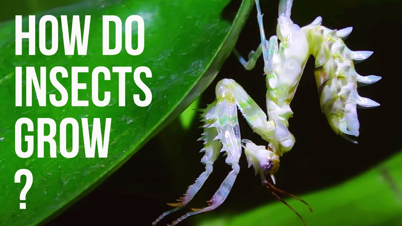 Spiny flower mantis shedding skin - time lapse - YouTube