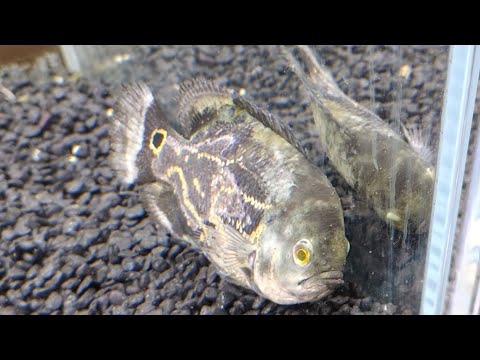 🚨 El pez OSCAR ha muerto. No ha podido superar la caida