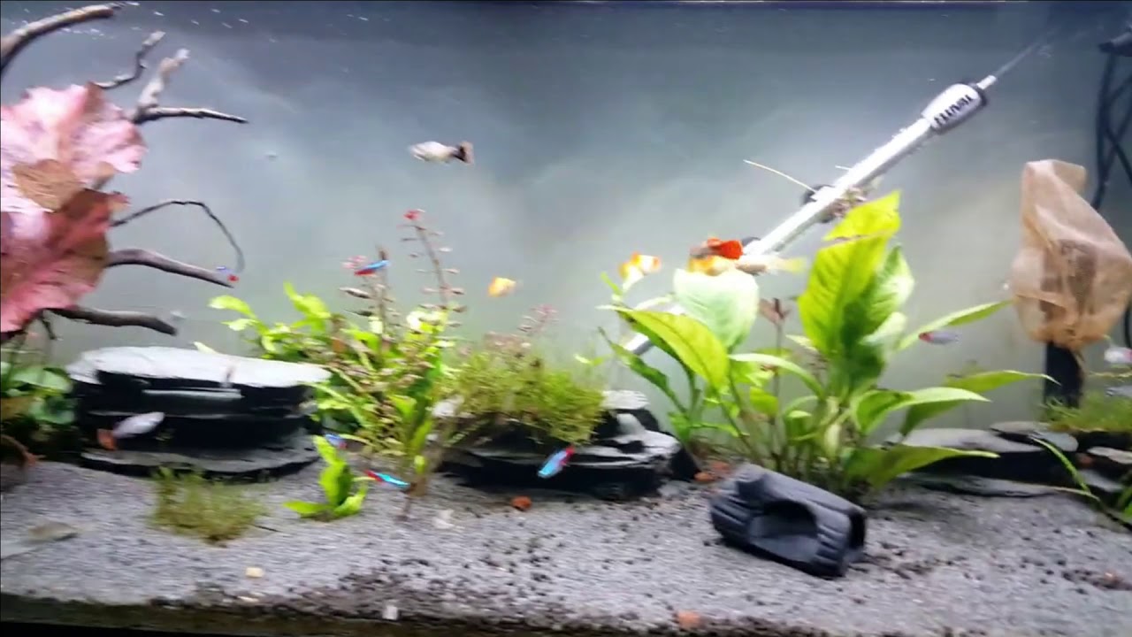 Fluval Roma 240 when first set up Great aquarium - YouTube