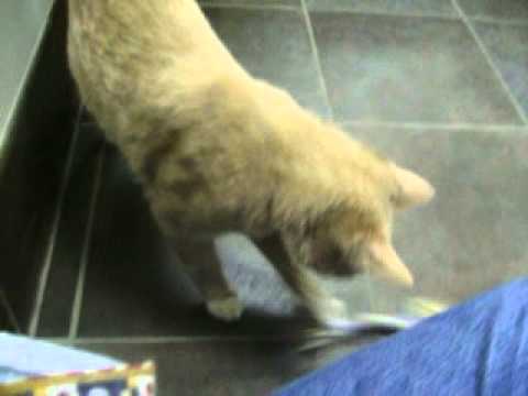 Meet Tigger - YouTube