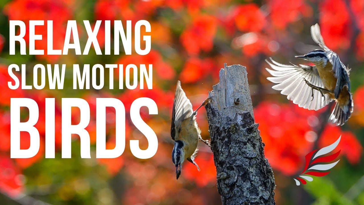 Super Slow Motion Birds - YouTube